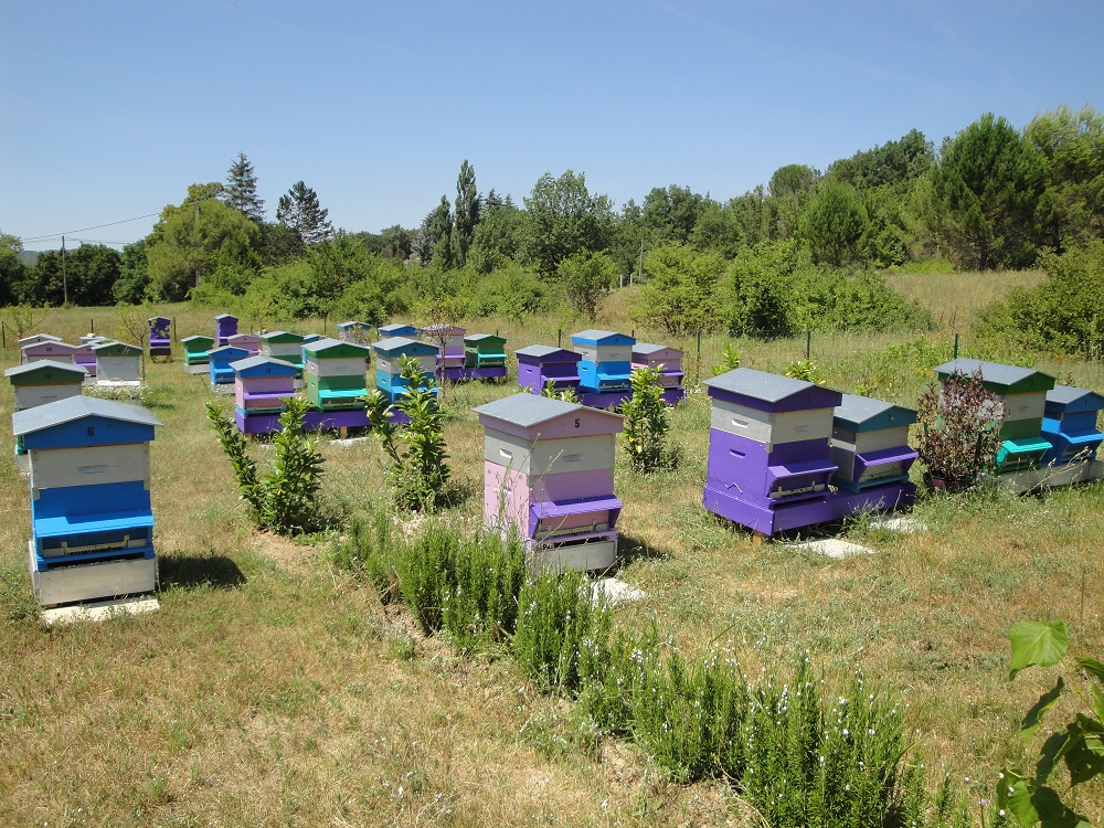 Venez visiter les ruchers Un toit pour les abeilles