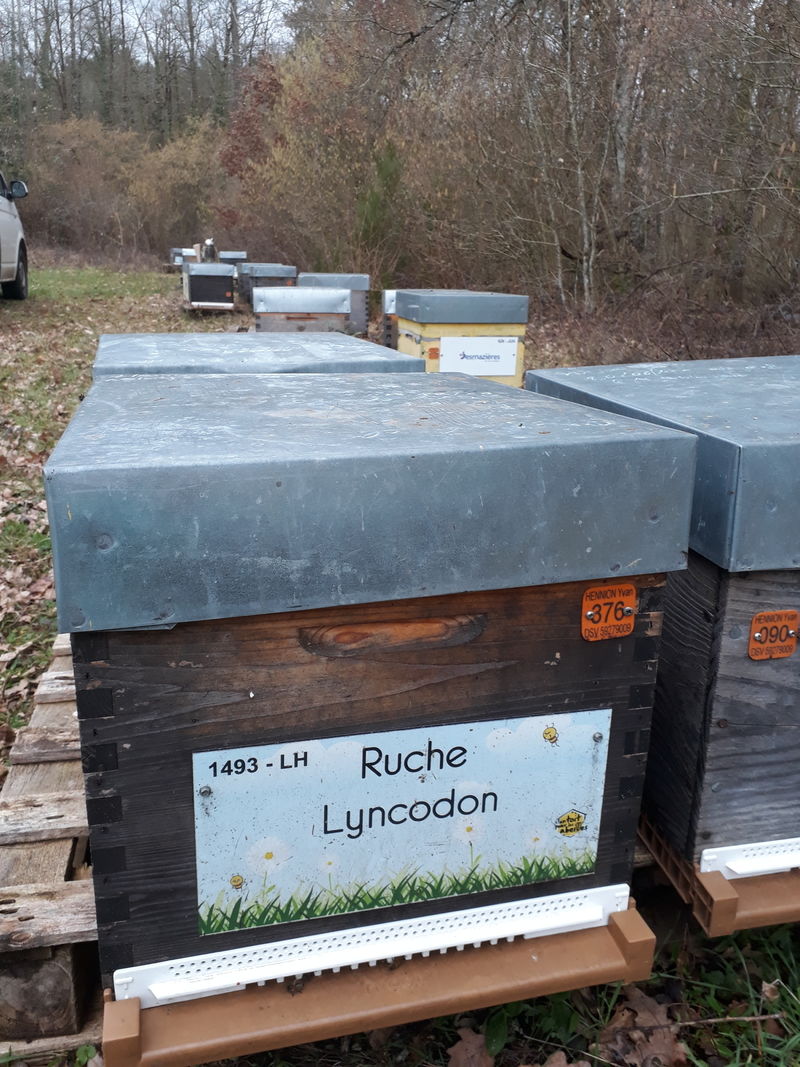 La ruche Lyncodon parrainée