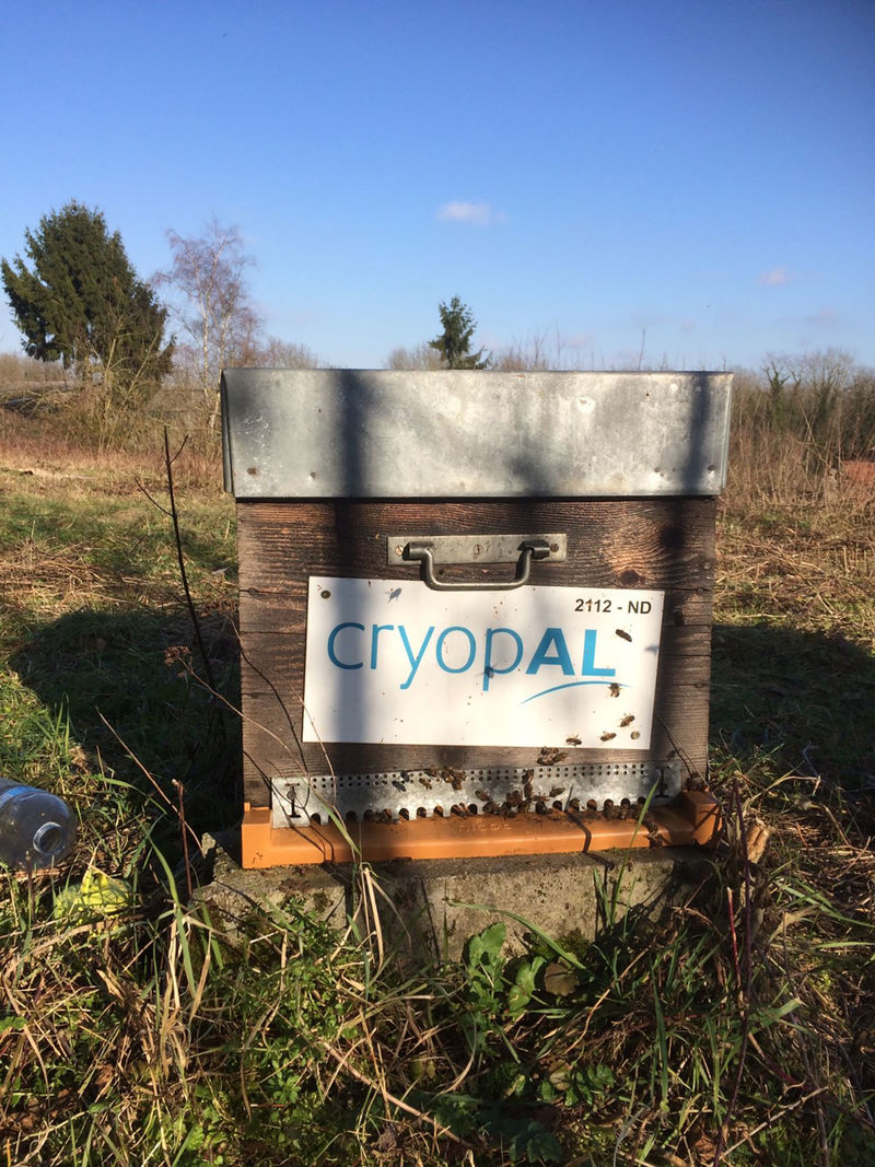 L'entreprise CE CRYOPAL parraine des abeilles