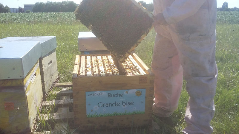 La ruche Grande bise parrainée