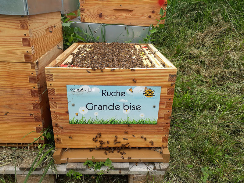 La ruche Grande bise parrainée