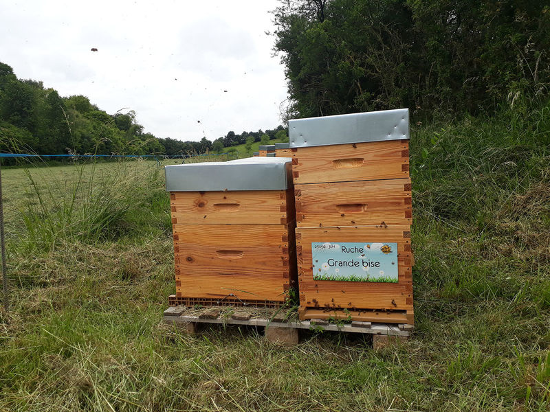 La ruche Grande bise parrainée