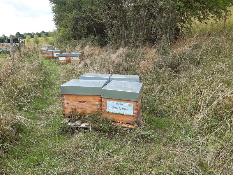 La ruche Grande bise parrainée