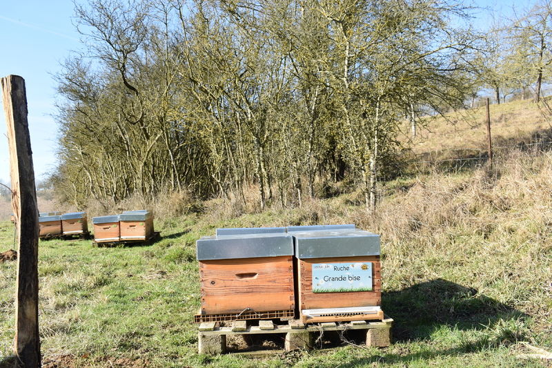 La ruche Grande bise parrainée