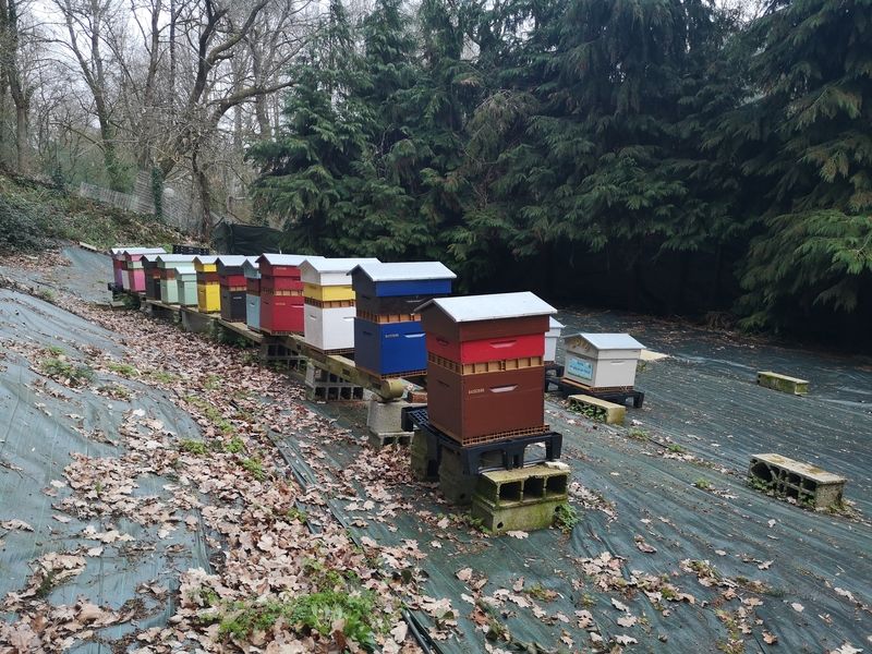 La ruche Anségisel de Metz parrainée