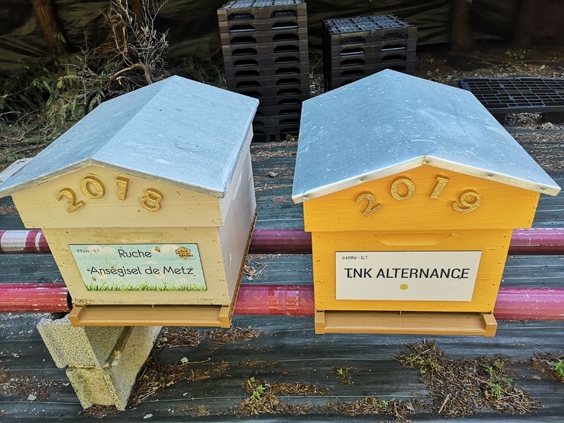 La ruche Anségisel de Metz parrainée