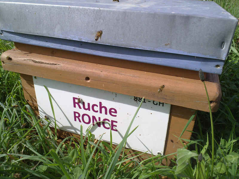 La ruche Ronce parrainée